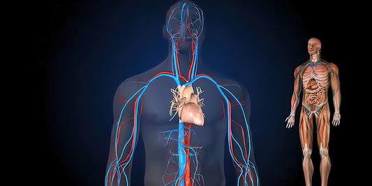 6 Things to do to Improve Blood Circulation